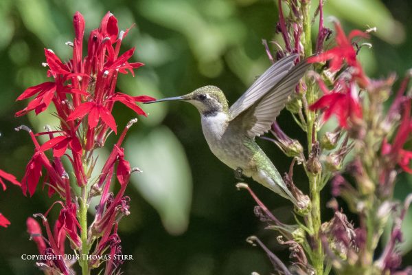 Hummingbird Images Captured at Various Shutter Speeds - Small Sensor ...