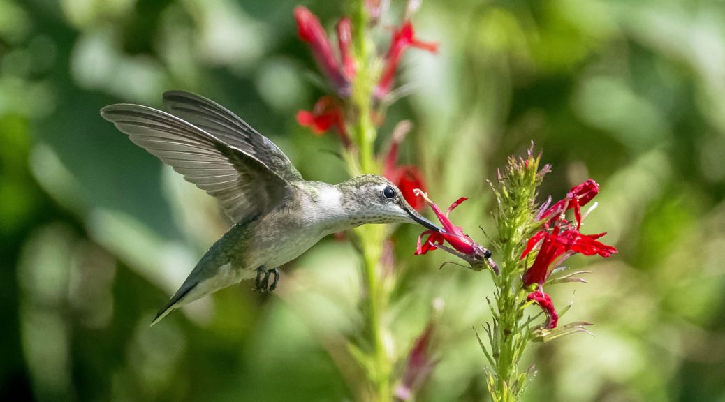 Hummingbird Images Captured at Various Shutter Speeds - Small Sensor ...