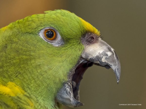 Using Small Sensor Cameras - Small Sensor Photography by Thomas Stirr