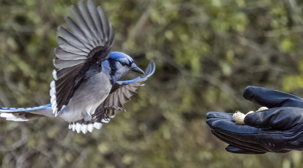 Photographing Incoming Birds - Small Sensor Photography by Thomas Stirr