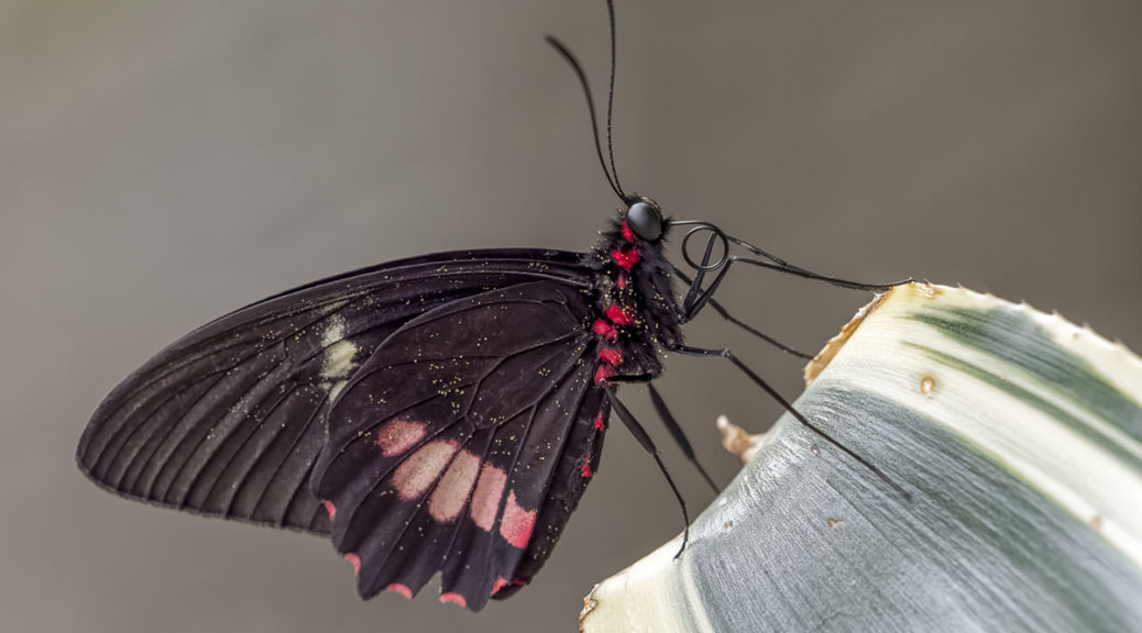 PRO 40-150 HHHR Test Images - Small Sensor Photography by Thomas Stirr