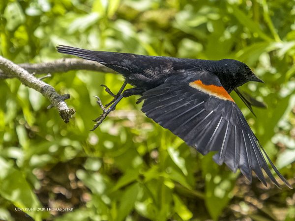 Photographing Small Birds-in-Flight Made Easy - Small Sensor ...