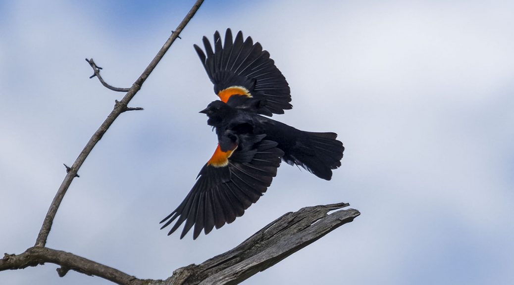 Photographing Small Birds-in-Flight Made Easy - Small Sensor ...