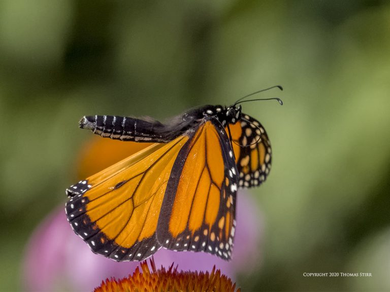 Photographing Butterflies In-Flight - Small Sensor Photography by ...