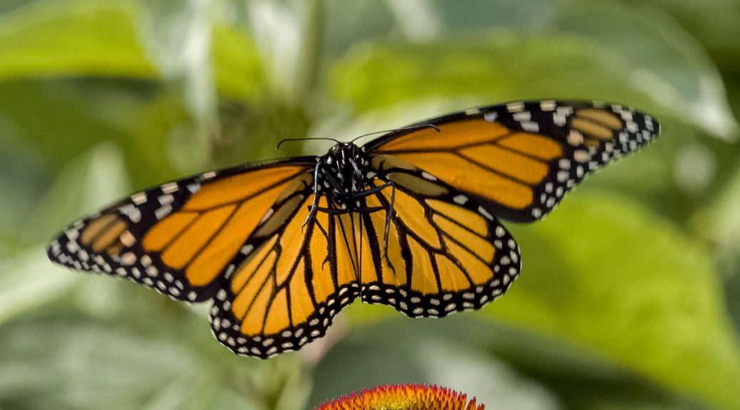 Essence of Olympus Imaging - Small Sensor Photography by Thomas Stirr