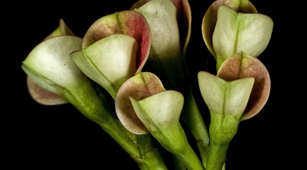 High Contrast Plant Macro Images - Small Sensor Photography by Thomas Stirr