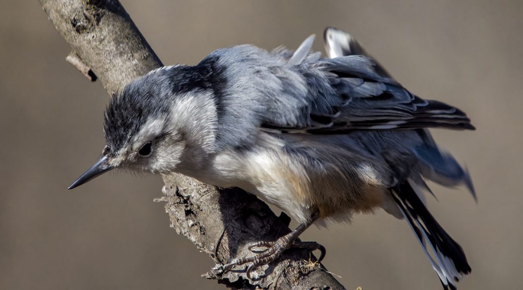 Bird Photography Sweet Spot - Small Sensor Photography by Thomas Stirr