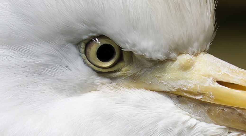 Revisiting HHHR Bird Images - Small Sensor Photography by Thomas Stirr