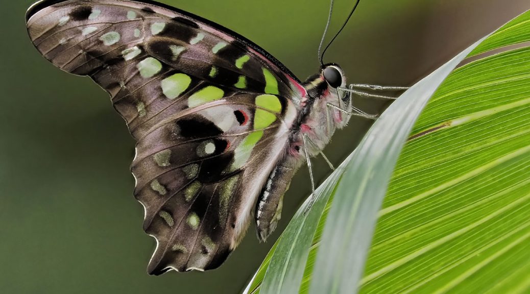 Focus Stacking Compatibility - Small Sensor Photography by Thomas Stirr