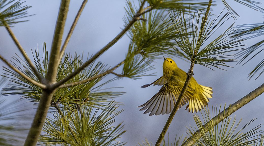 photographing warblers in flight Archives - Small Sensor Photography by ...