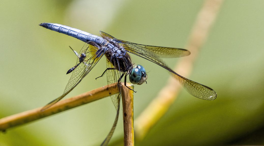 Small Sensor Photography by Thomas Stirr - This website celebrates the ...