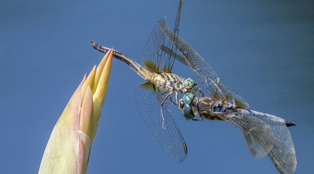 Small Sensor Photography by Thomas Stirr - This website celebrates the ...