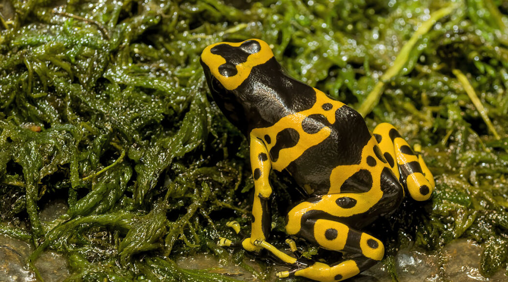 Cropping with HHHR - Small Sensor Photography by Thomas Stirr