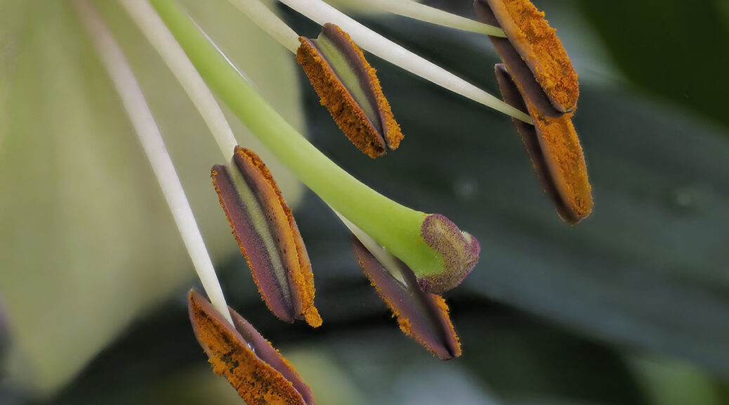 In-Camera Focus Stacking - Small Sensor Photography by Thomas Stirr