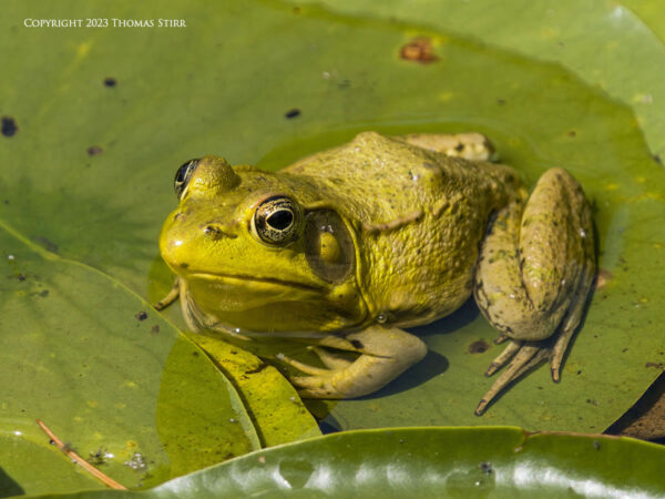 Frog Test Images With MC-20 - Small Sensor Photography by Thomas Stirr