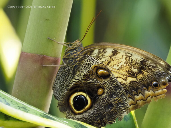 Focus Stacked Butterfly Images - Small Sensor Photography by Thomas Stirr