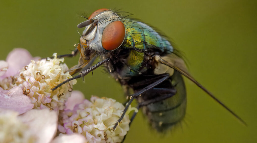 Small Sensor Photography by Thomas Stirr - This website celebrates the ...