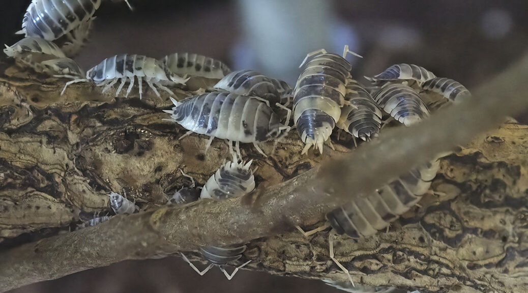 HHFS Images Using 12-100 f/4 PRO - Small Sensor Photography by Thomas Stirr