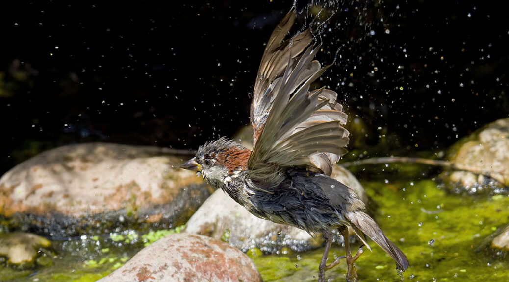 Small Sensor Photography by Thomas Stirr - This website celebrates the ...